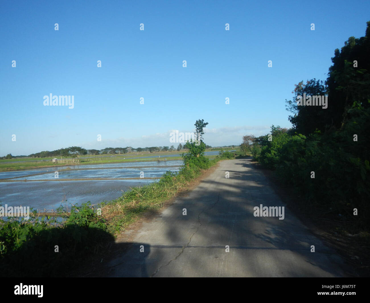 Aerial view of rice paddies, grasslands, and tree-lined irrigation ...