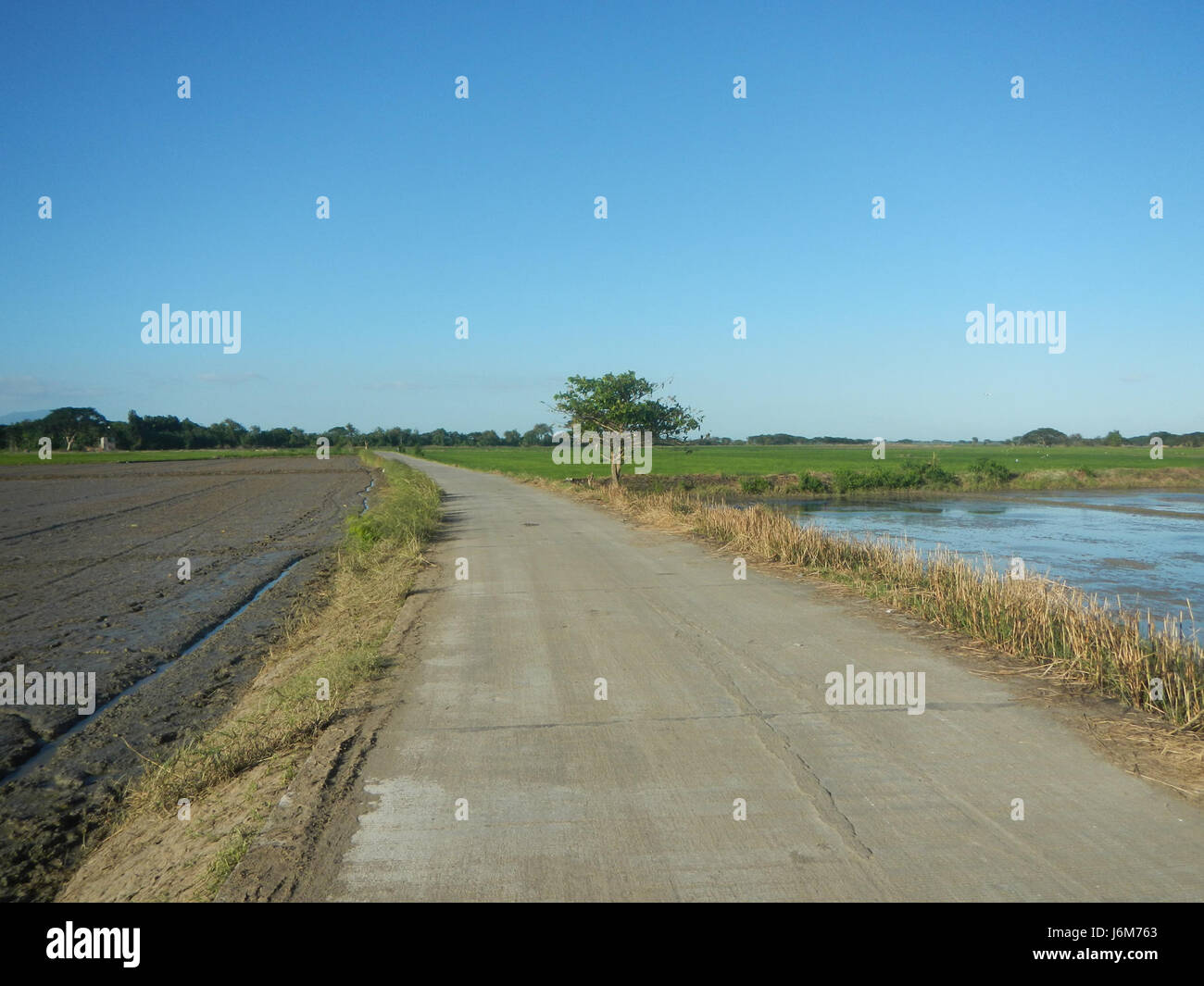 09263 Cansinala, Apalit, Pampanga paddy fields, grasslands, trees ...