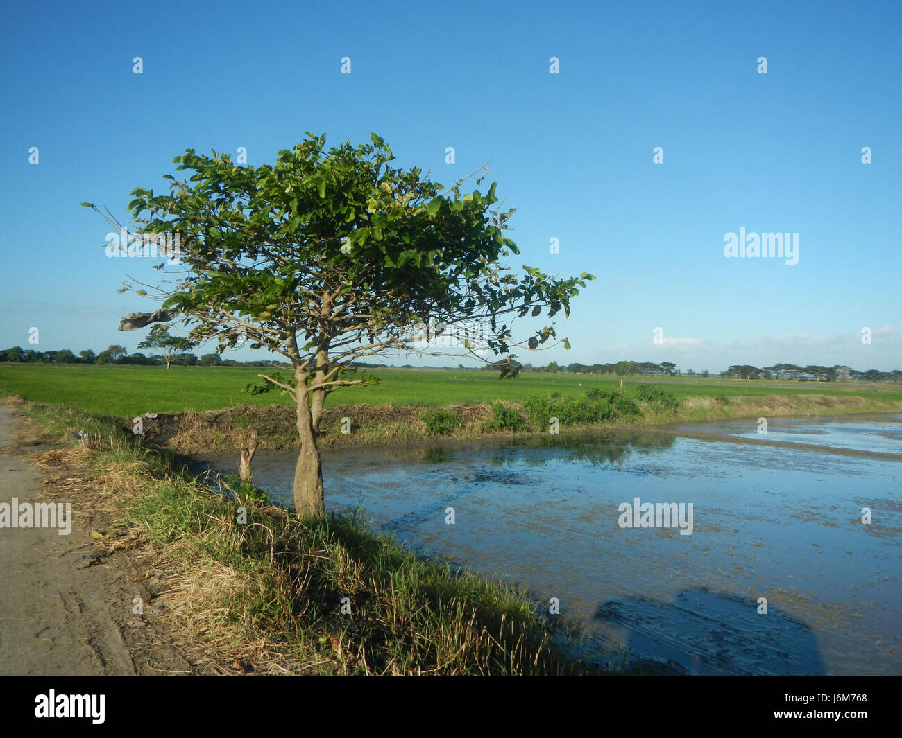 09263 Cansinala, Apalit, Pampanga paddy fields, grasslands, trees ...