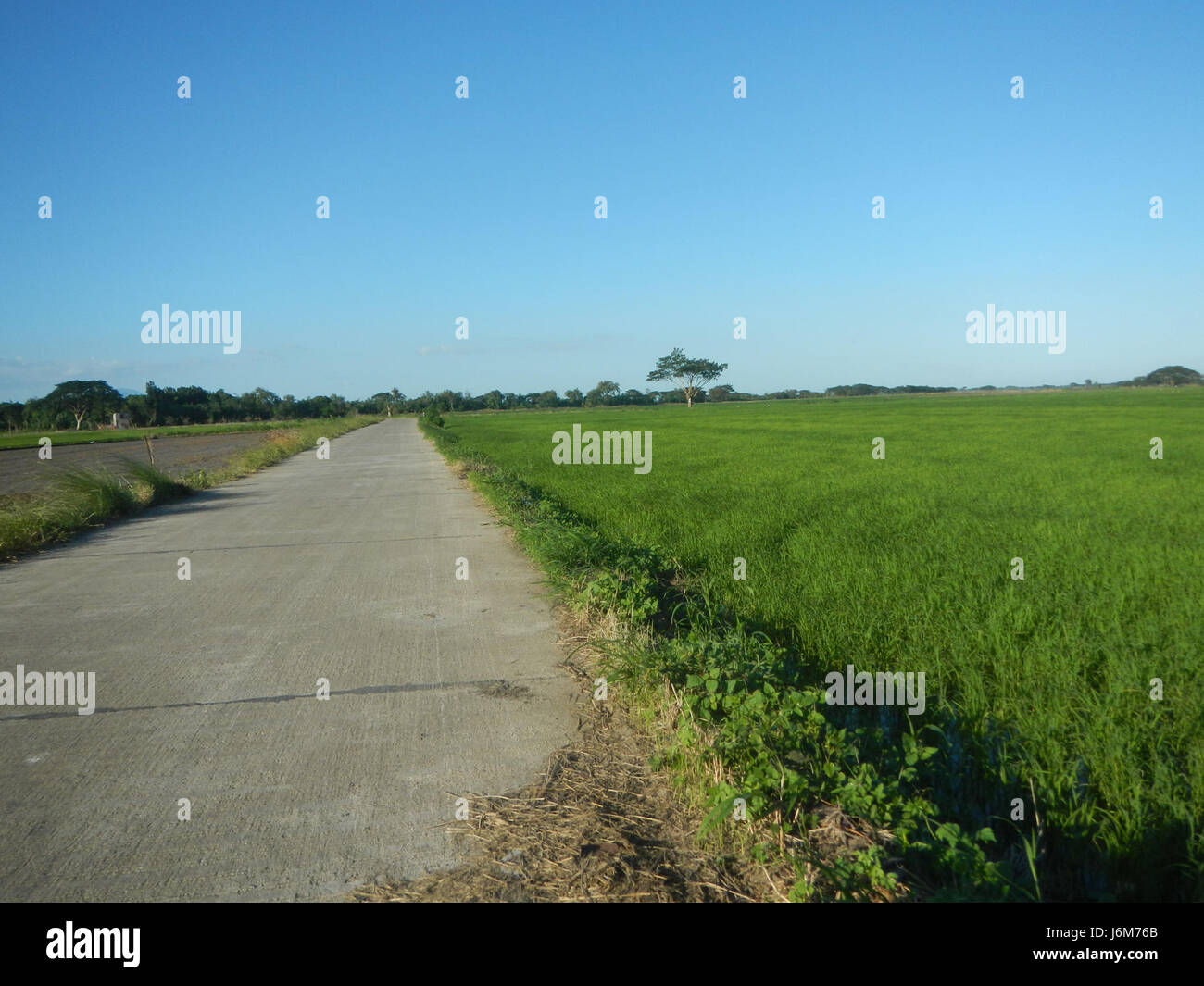 09263 Cansinala, Apalit, Pampanga paddy fields, grasslands, trees ...