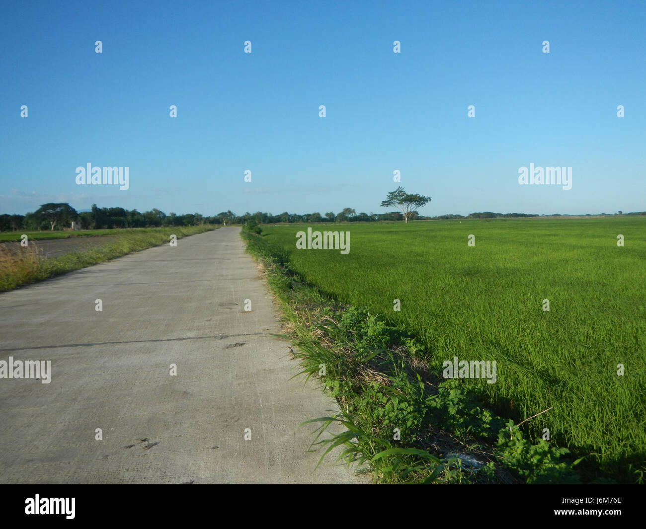 This image showcases the agricultural landscape of Cansinala, Apalit ...