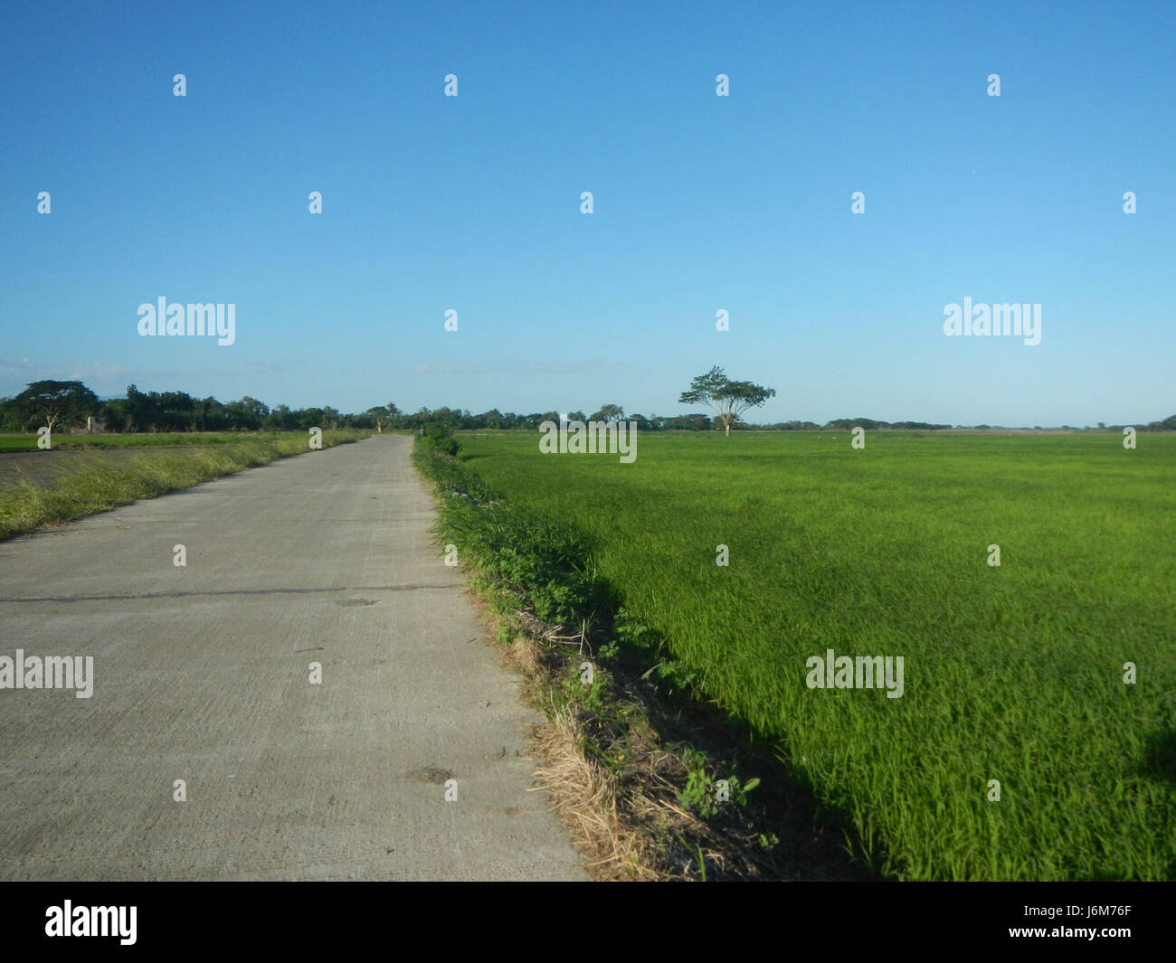 09263 Cansinala, Apalit, Pampanga paddy fields, grasslands, trees ...
