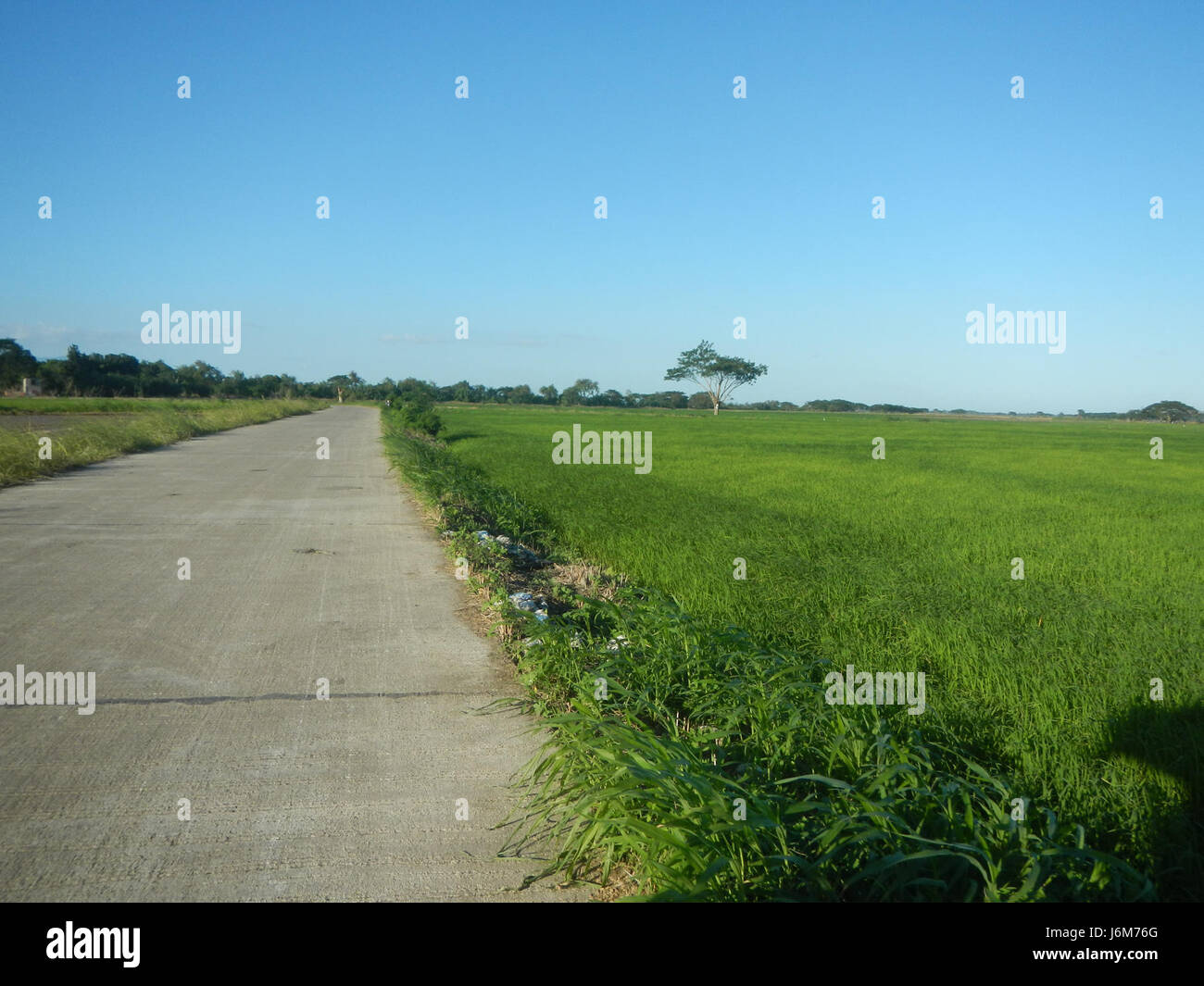 09263 Cansinala, Apalit, Pampanga paddy fields, grasslands, trees ...