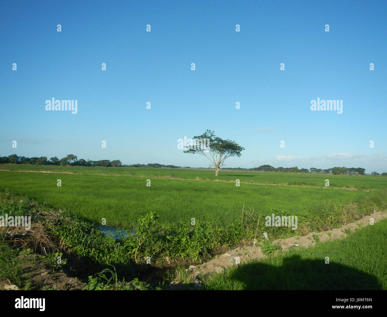 The image captures the agricultural landscape of Cansinala, Apalit ...