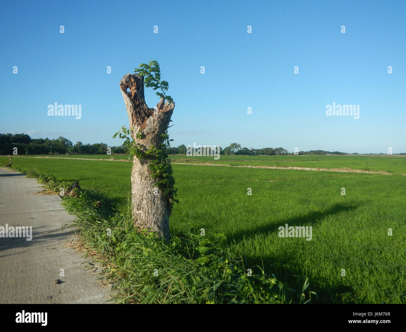This image captures the agricultural landscape of Cansinala in Apalit ...