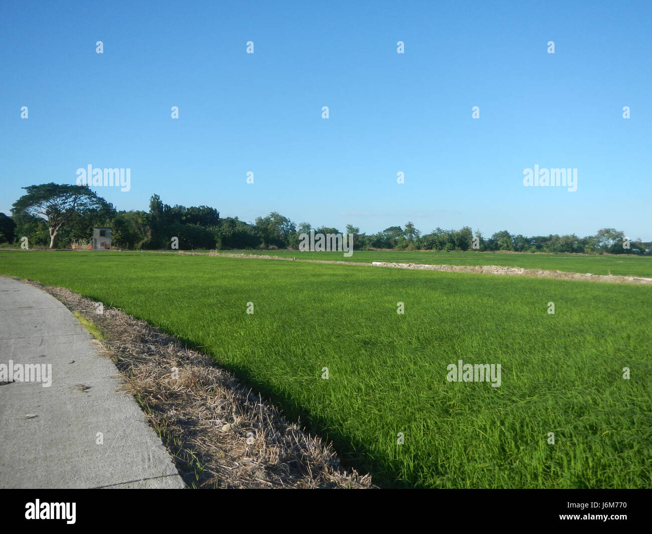 09290 Cansinala, Apalit, Pampanga paddy fields, grasslands, trees ...