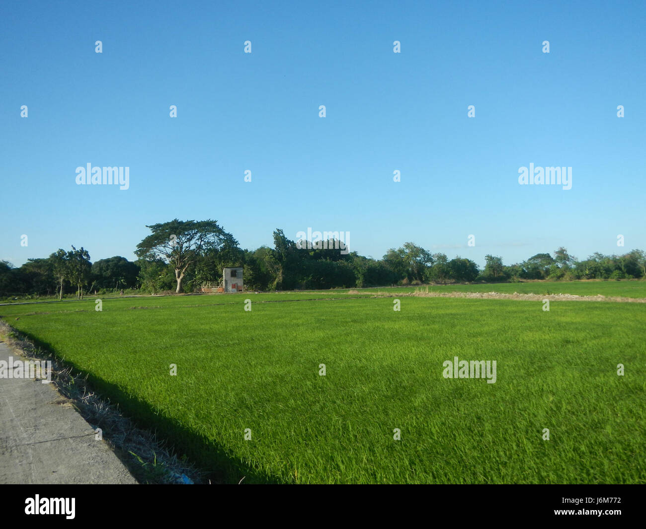 This image shows the rural landscape of Cansinala in Apalit, Pampanga ...