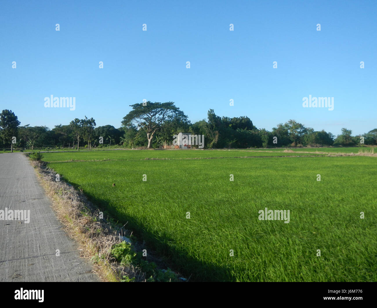 09290 Cansinala, Apalit, Pampanga paddy fields, grasslands, trees ...