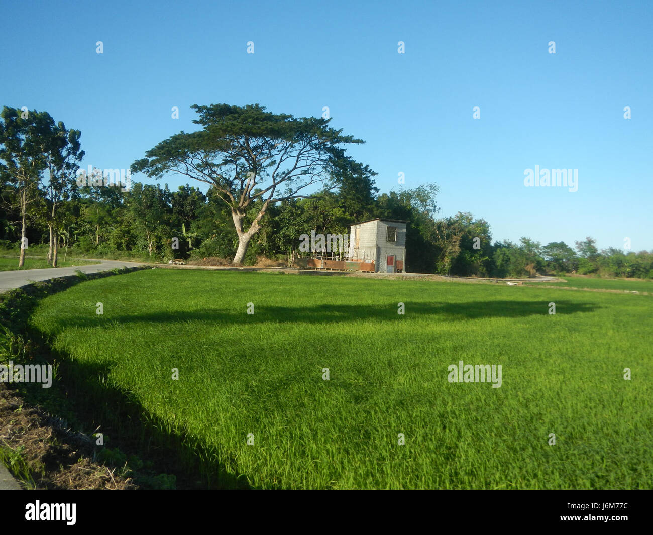 09290 Cansinala, Apalit, Pampanga paddy fields, grasslands, trees ...