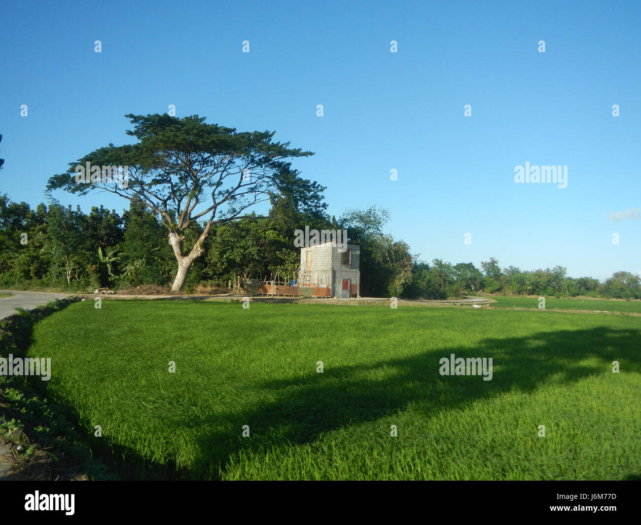 09290 Cansinala, Apalit, Pampanga paddy fields, grasslands, trees ...