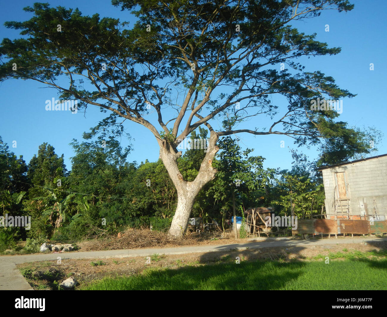 09290 Cansinala, Apalit, Pampanga paddy fields, grasslands, trees ...