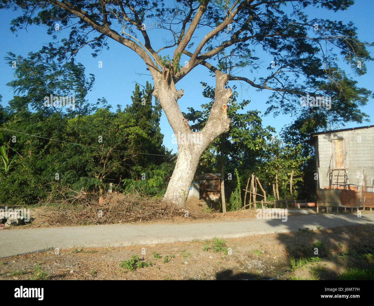 09290 Cansinala, Apalit, Pampanga paddy fields, grasslands, trees ...