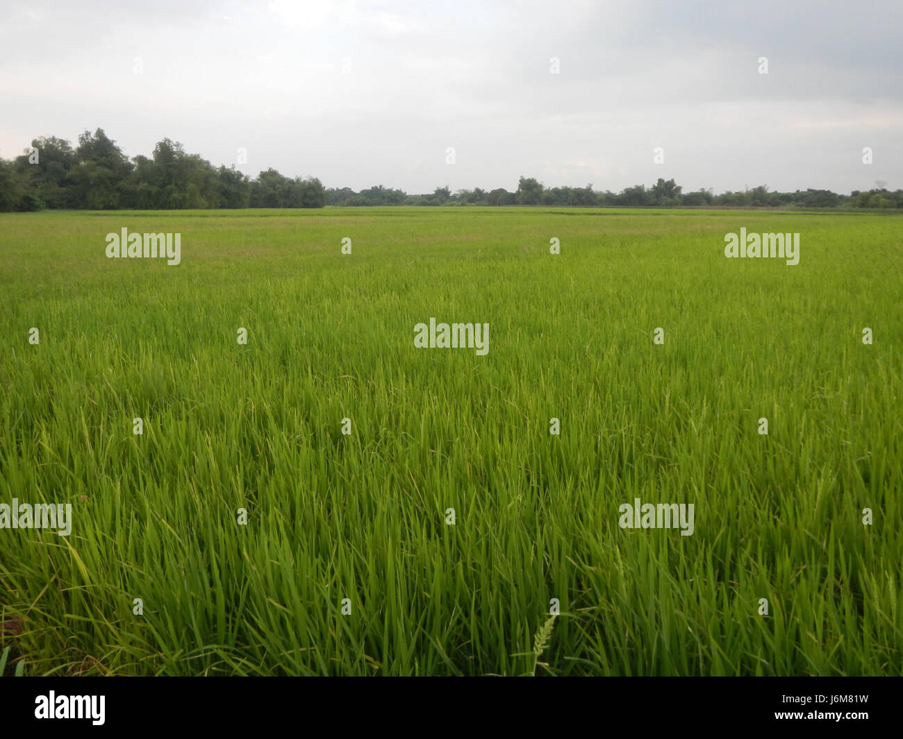 This image depicts the rural landscape of San Ildefonso, Bulacan ...