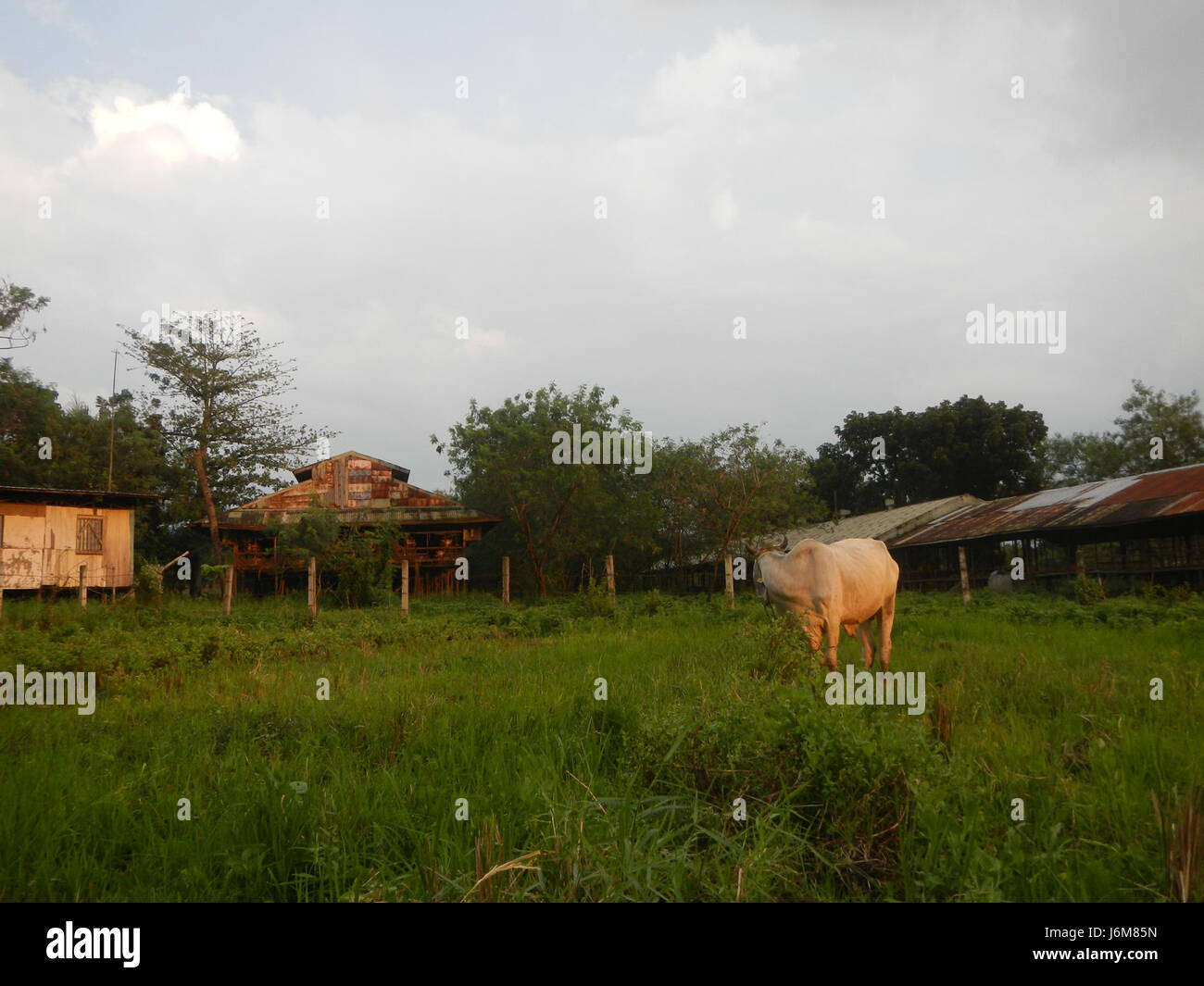 Photograph of a rural road passing through paddy fields and grasslands ...