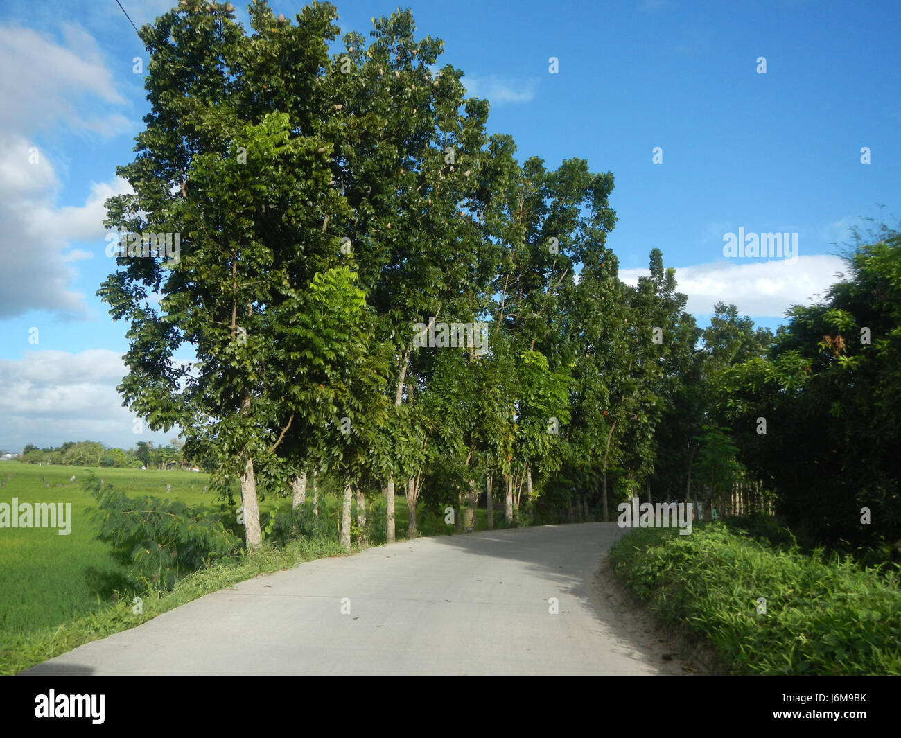 This image showcases the paddy fields in Bagong Silang, Ilog-Bulo, San ...