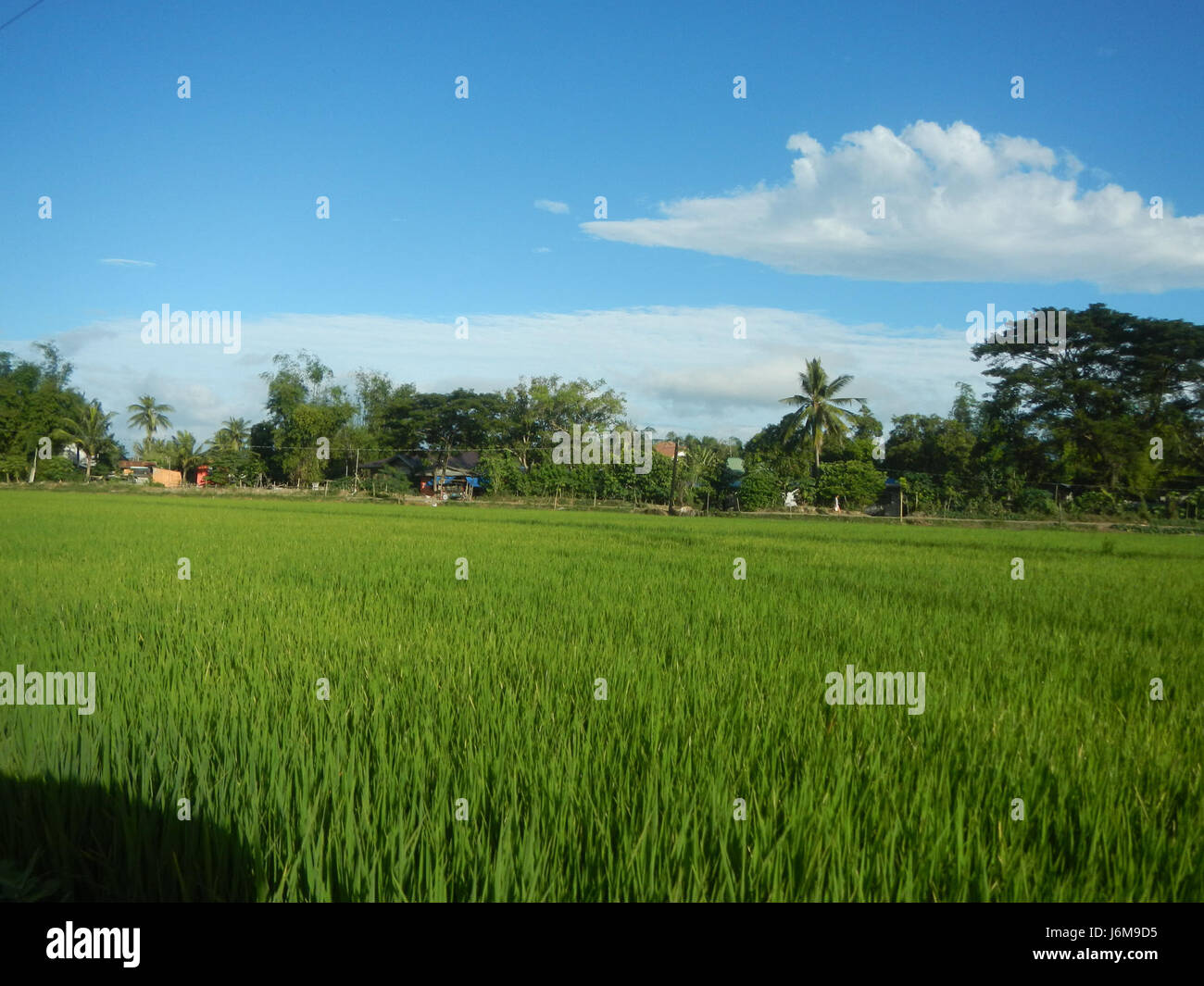 Paddy fields in Bagong Silang, Ilog-Bulo, San Miguel, Bulacan, serve as ...