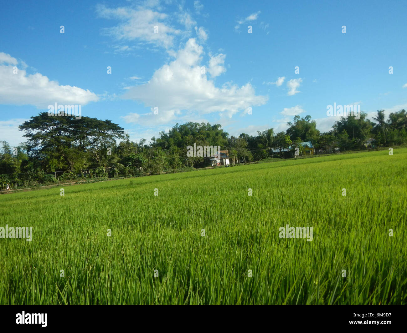 The paddy fields in Bagong Silang, Ilog-Bulo, San Miguel, Bulacan ...