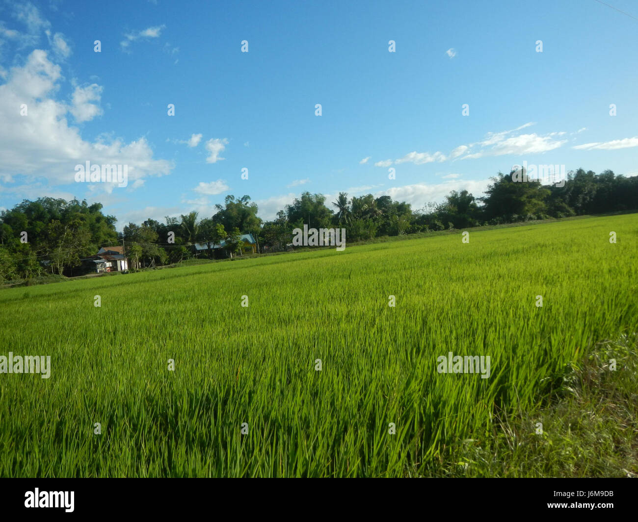 This photo shows the paddy fields in Bagong Silang, Ilog-Bulo, San ...