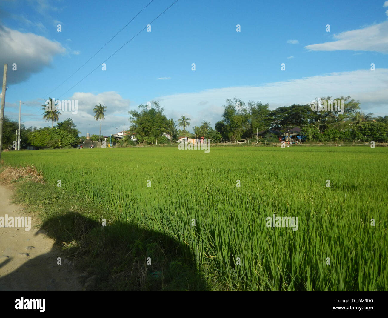 The 0630 Paddy Fields in Bagong Silang, Ilog-Bulo, San Miguel, Bulacan ...