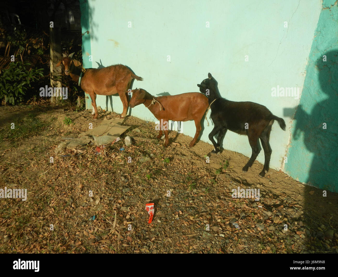 This image captures the expansive paddy fields and grasslands in ...