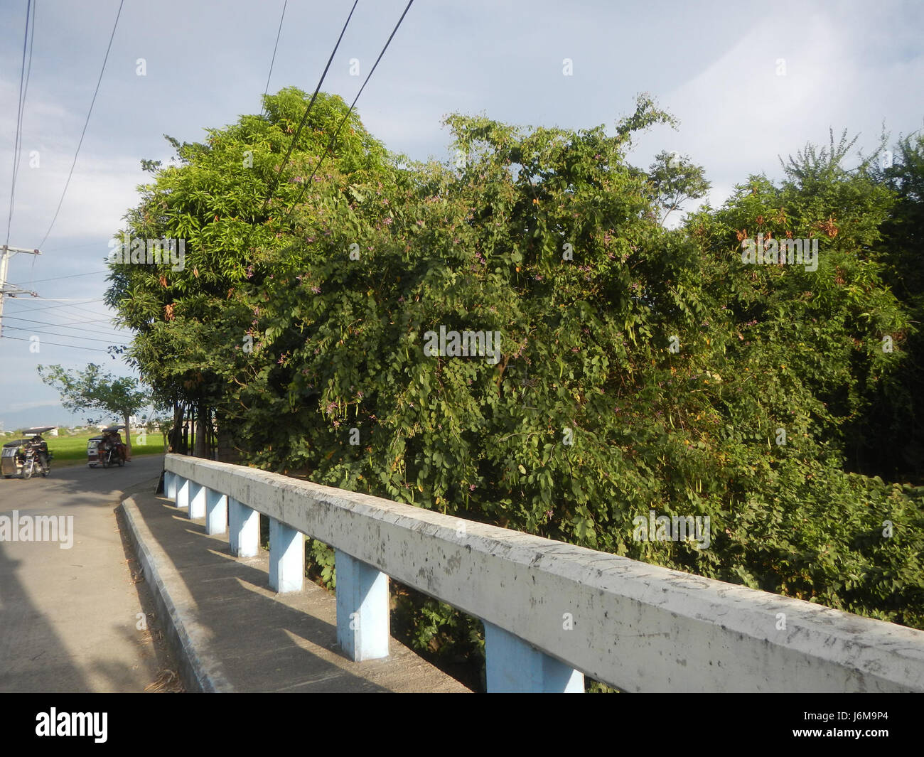 0785 Paddy fields Grasslands Sumacab Sur Norte, Cabanatuan City 21 ...