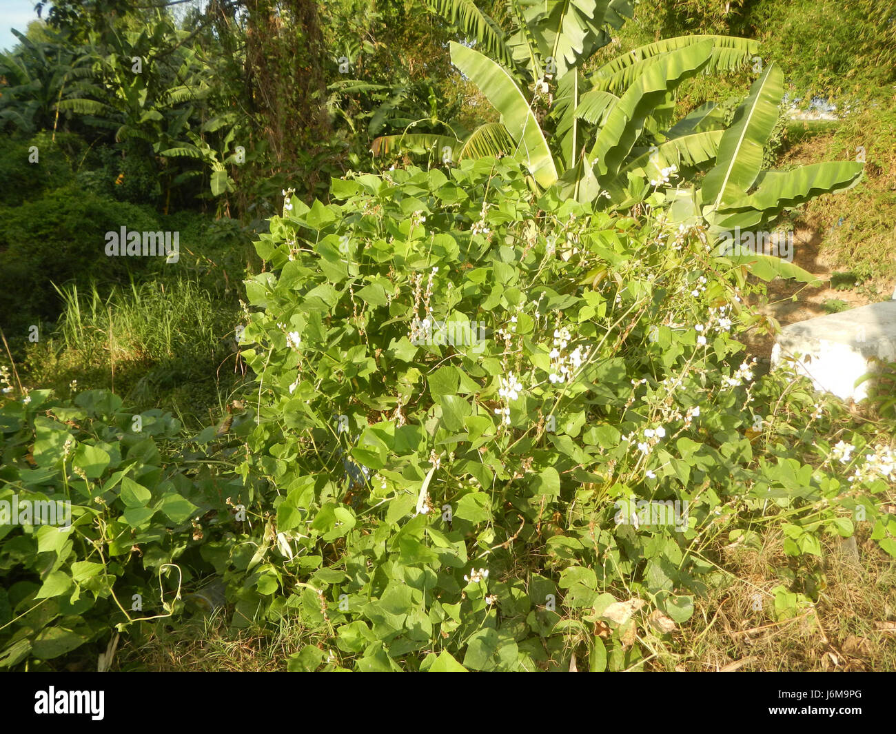 This photograph showcases the paddy fields and grasslands of Sumacab ...