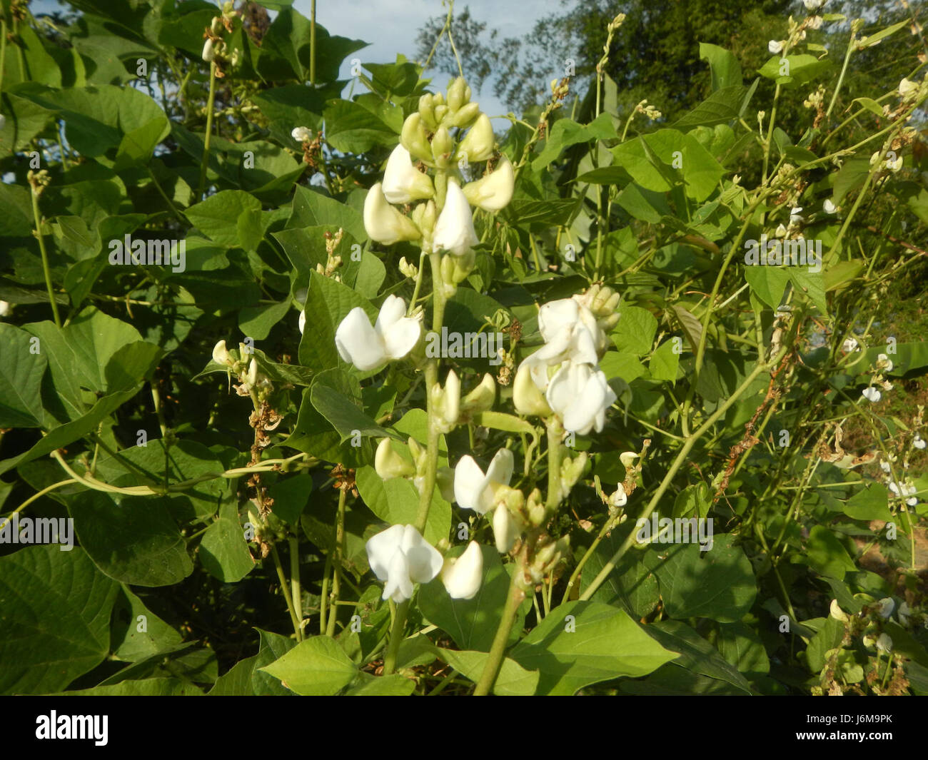 A detailed reference to the paddy fields and grasslands of Sumacab Sur ...