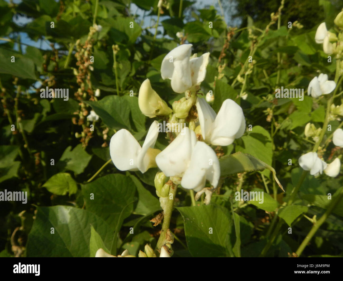 0809 Paddy fields Grasslands Sumacab Sur Norte, Cabanatuan City 13 ...