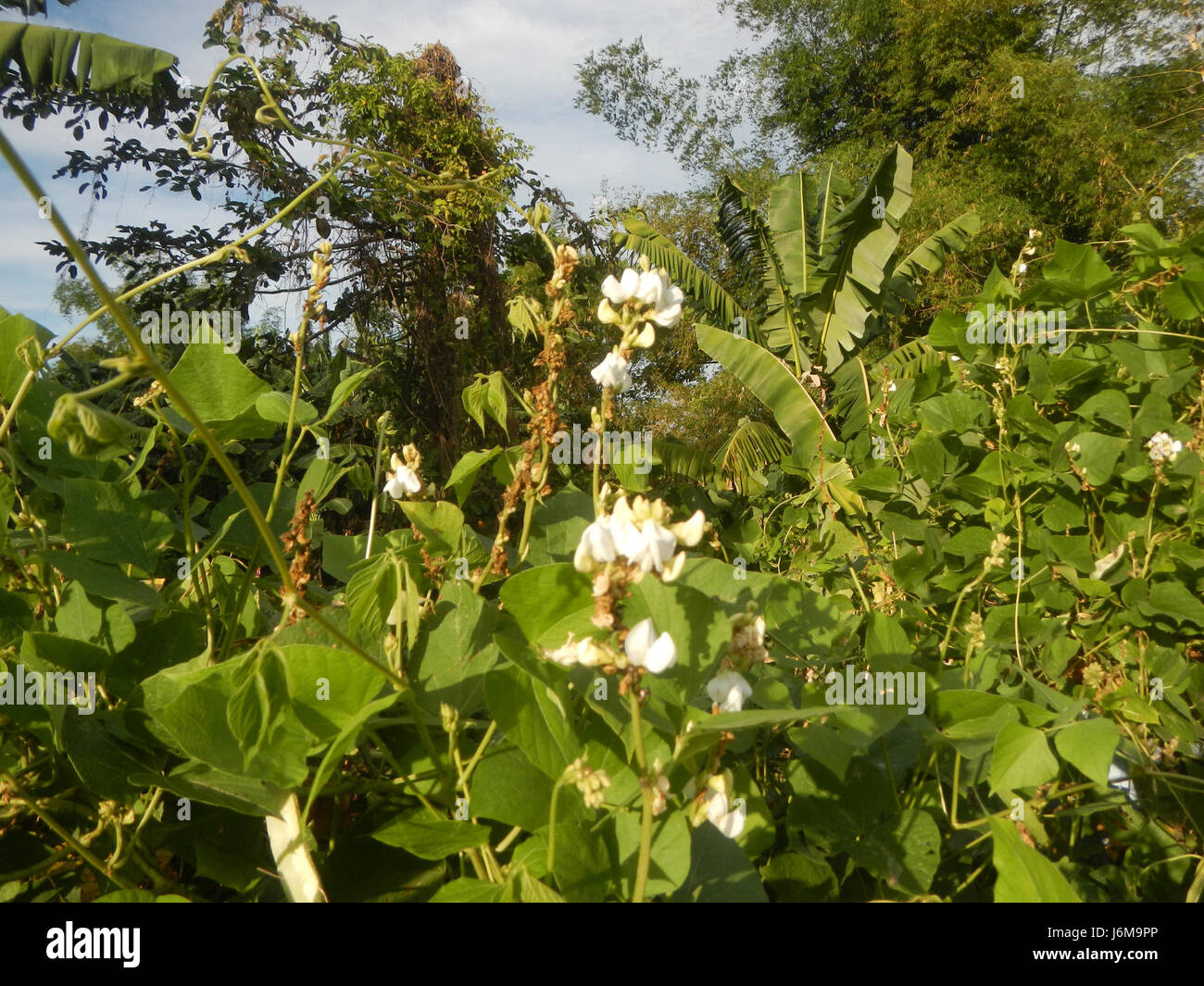 0809 Paddy fields Grasslands Sumacab Sur Norte, Cabanatuan City 15 ...