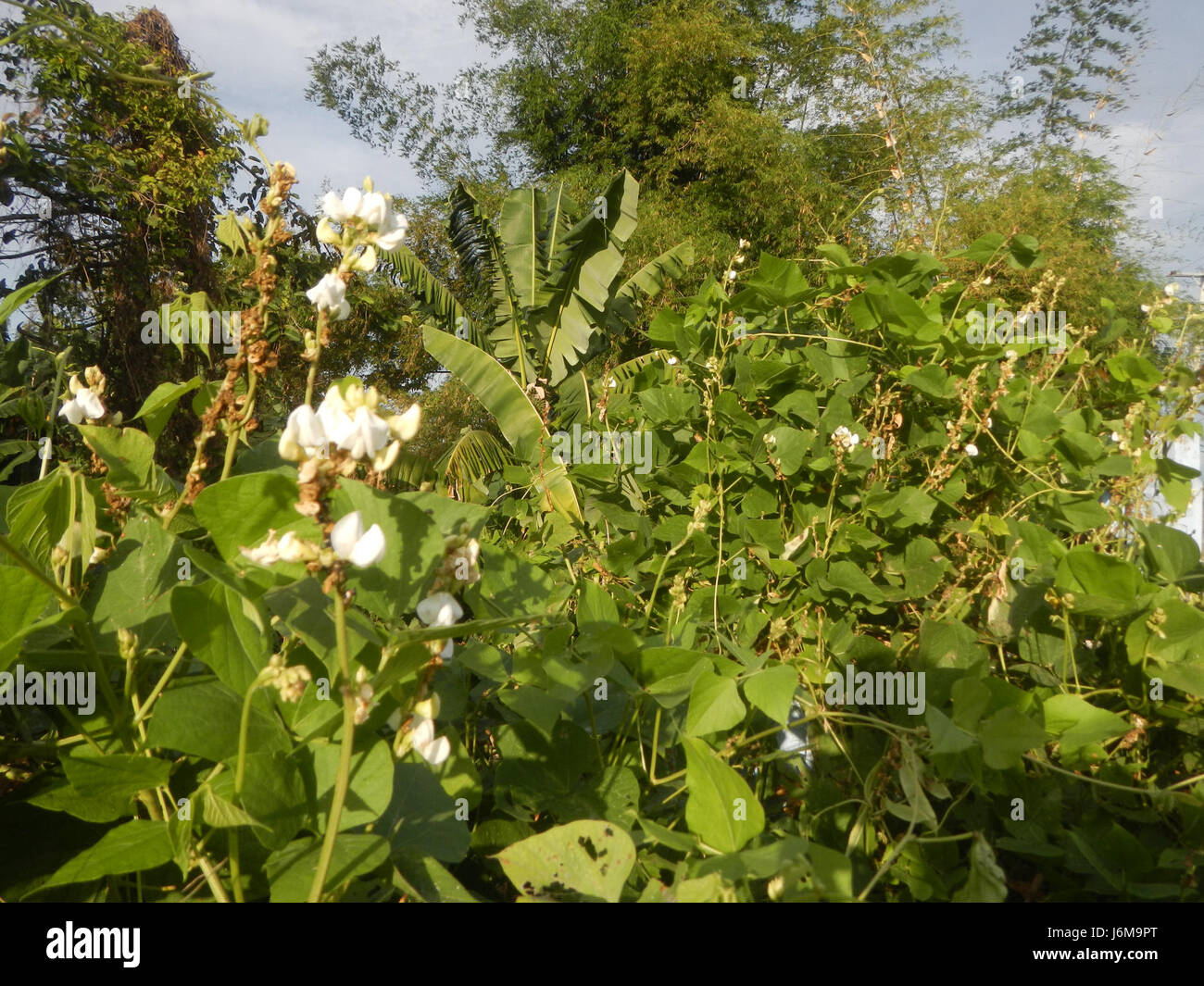 0809 Paddy fields Grasslands Sumacab Sur Norte, Cabanatuan City 17 ...