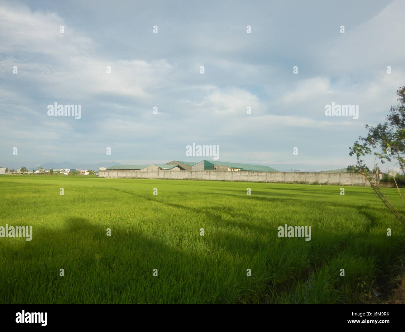 This image captures the vast paddy fields and grasslands of Sumacab Sur ...