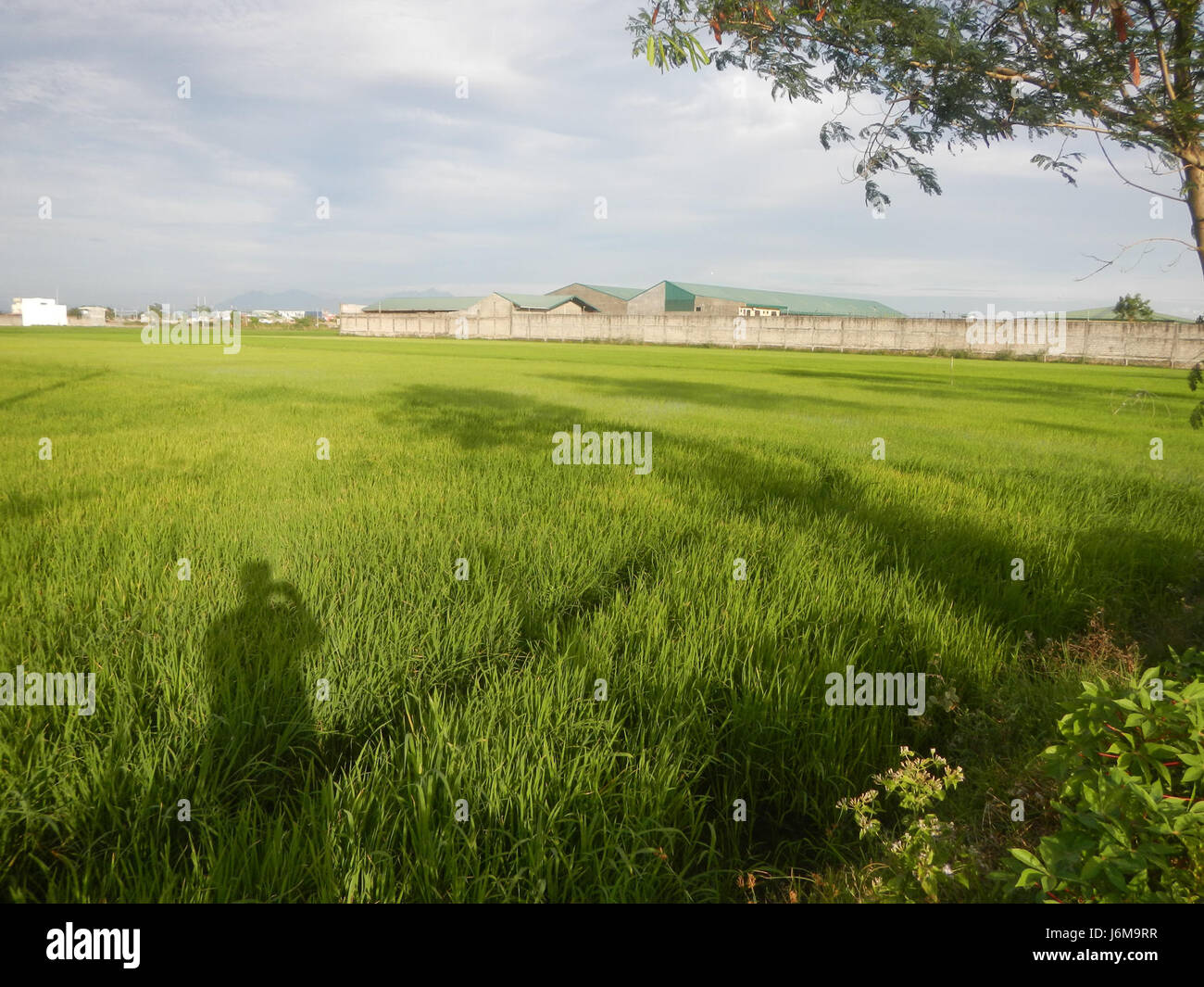 This image captures the paddy fields and grasslands of Sumacab Sur ...