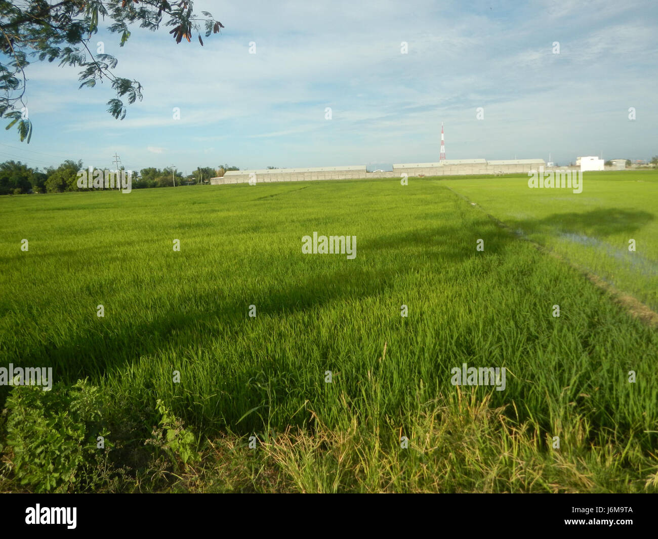 The paddy fields and grasslands of Sumacab Sur Norte in Cabanatuan City ...