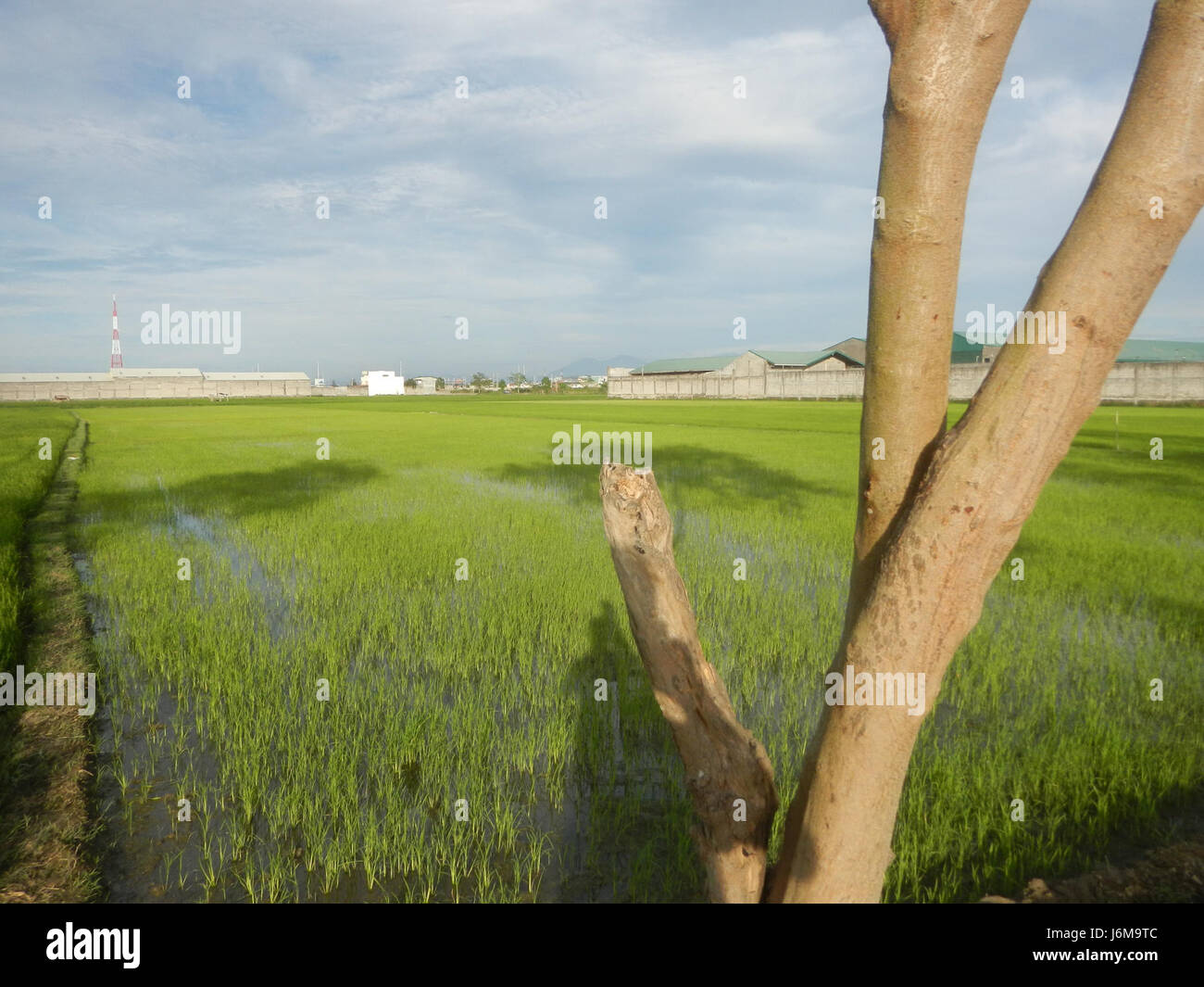 This photograph captures the expansive paddy fields and grasslands of ...