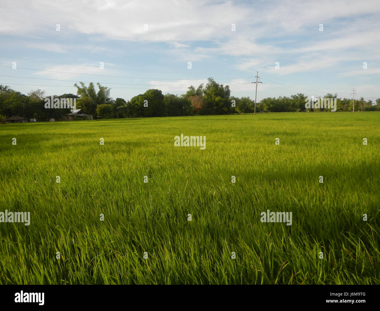 This image depicts the paddy fields and grasslands located in Sumacab ...