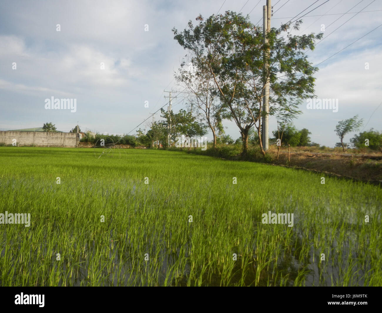 0859 Paddy fields Grasslands Sumacab Sur Norte, Cabanatuan City 12 ...