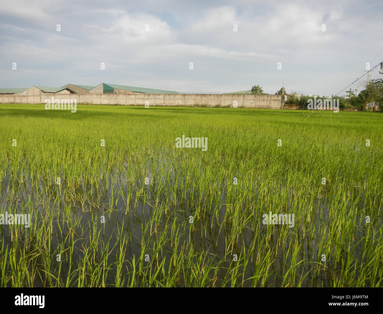 An image showcasing the paddy fields and grasslands in Sumacab Sur ...
