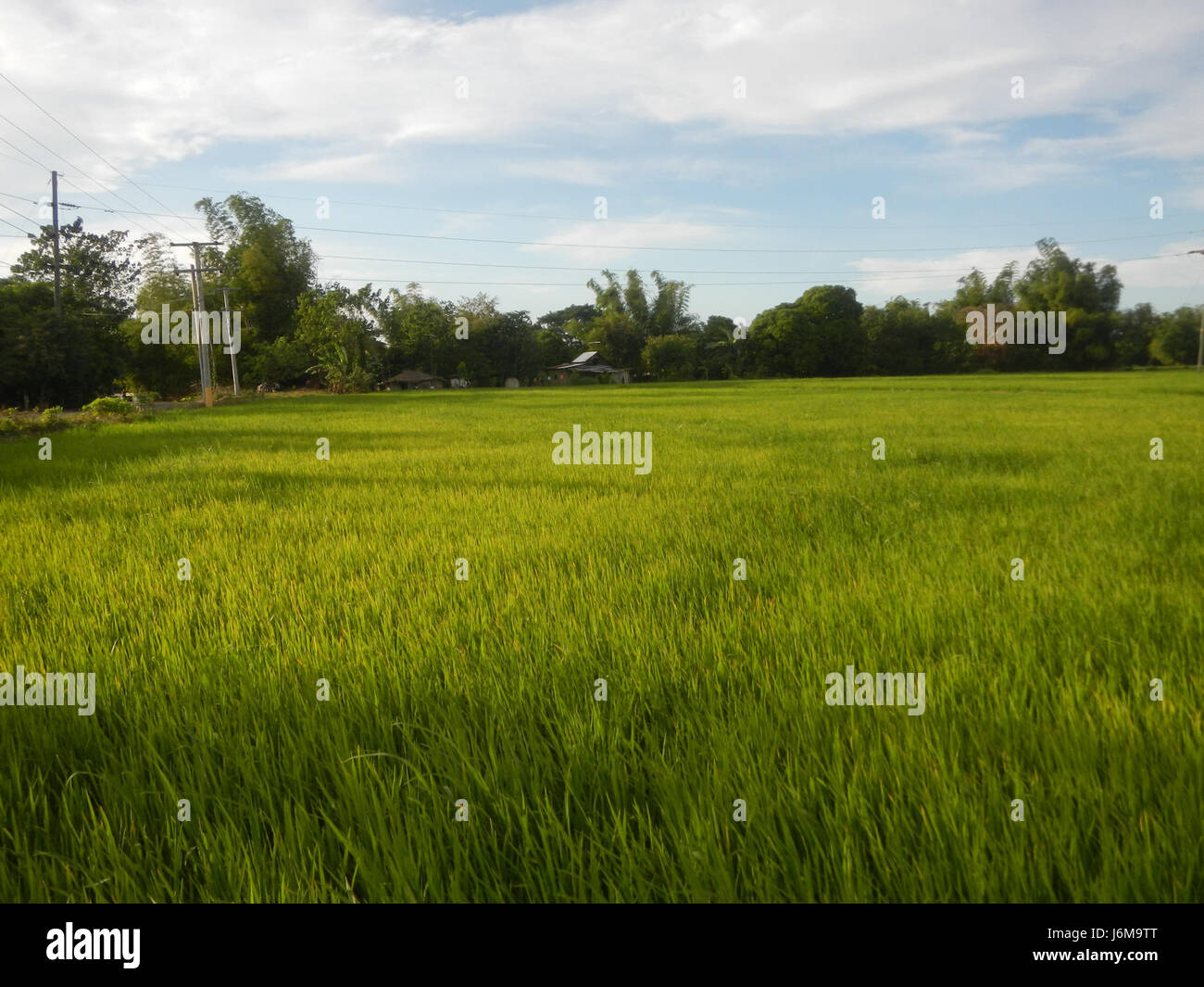 0859 Paddy fields Grasslands Sumacab Sur Norte, Cabanatuan City 17 ...