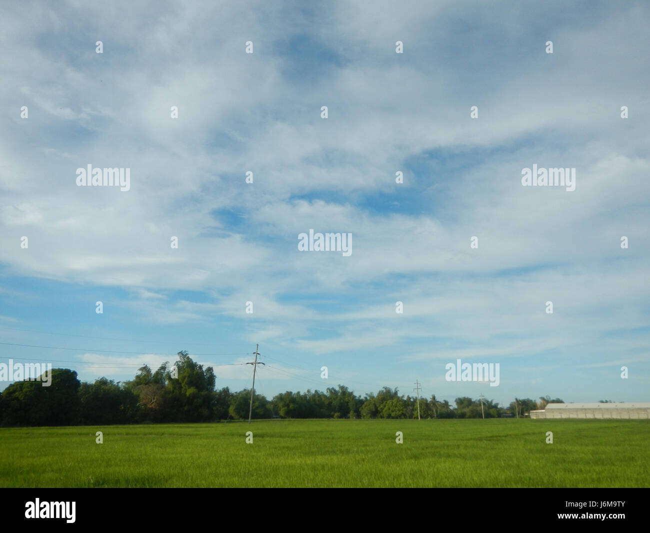 0859 Paddy fields Grasslands Sumacab Sur Norte, Cabanatuan City 19 ...