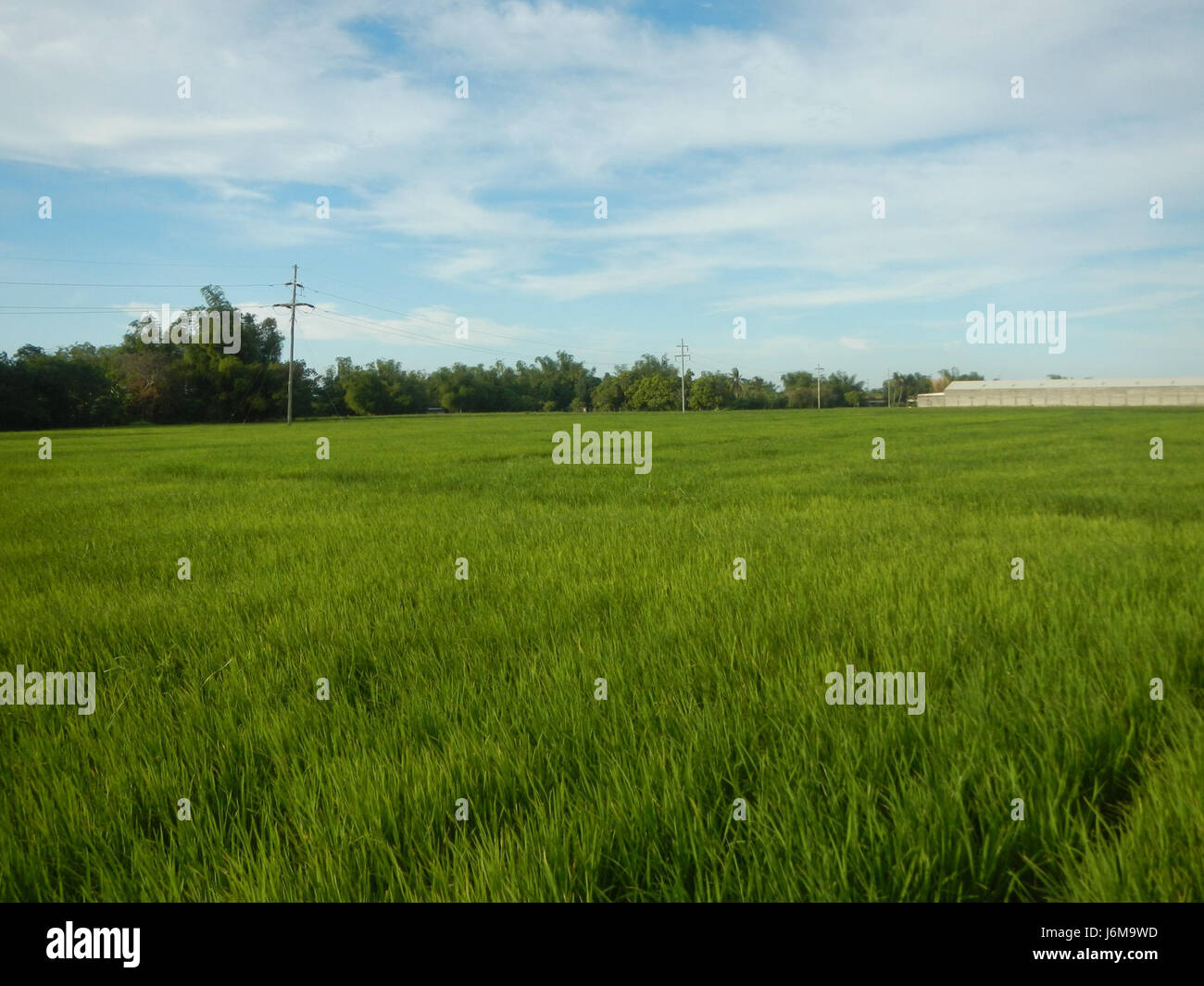 This image captures the paddy fields and grasslands in Sumacab Sur ...