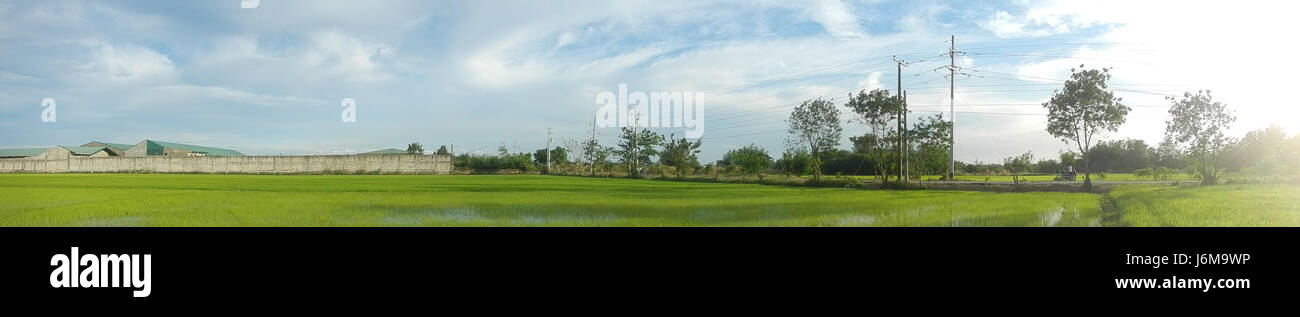 The paddy fields and grasslands in Sumacab Sur Norte, Cabanatuan City ...