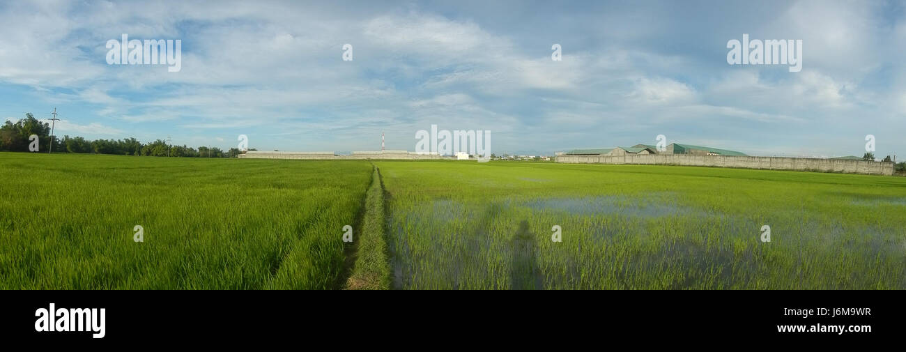 The paddy fields and grasslands in Sumacab Sur Norte, Cabanatuan City ...