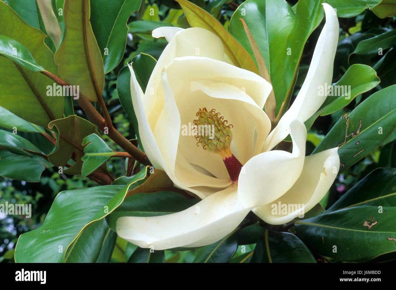 Mississippi magnolia hi-res stock photography and images - Alamy