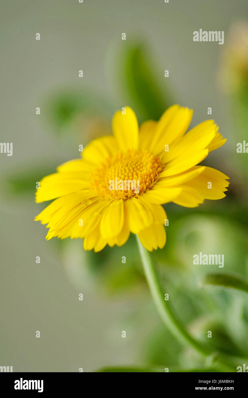 beautiful beauteously nice backdrop background beauty floral macro ...