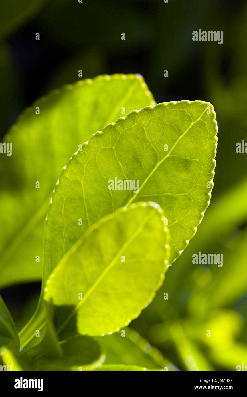 leaf in spring Stock Photo - Alamy