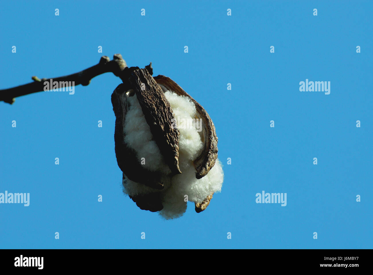cotton tree in barcelona Stock Photo - Alamy