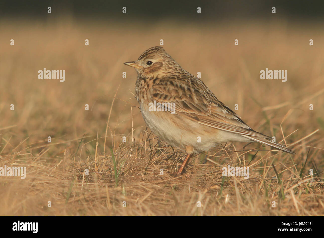 Skylark bird drawing hi-res stock photography and images - Alamy