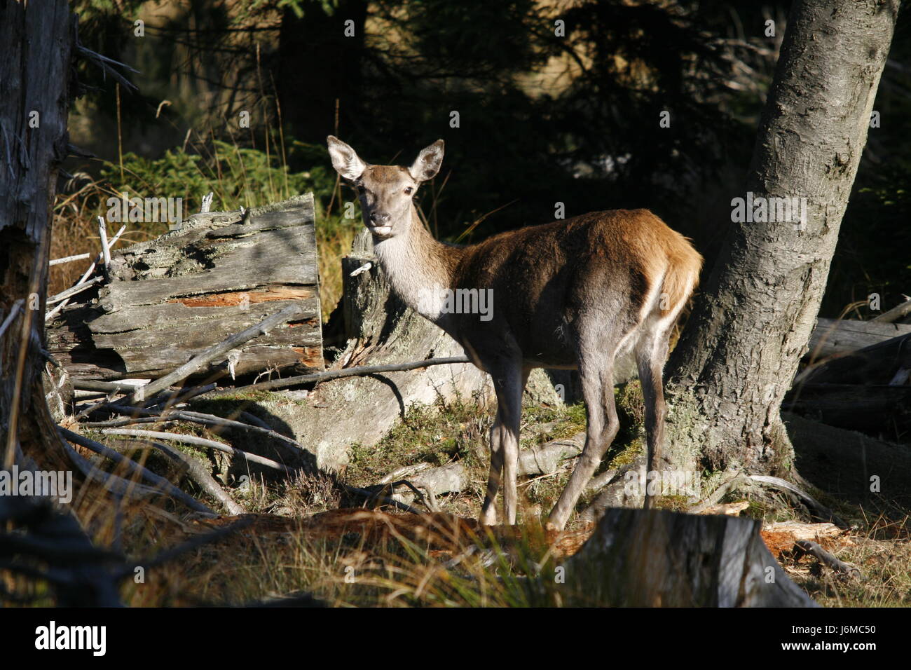 wildlife shine deer stag shines bright lucent light serene luminous ...