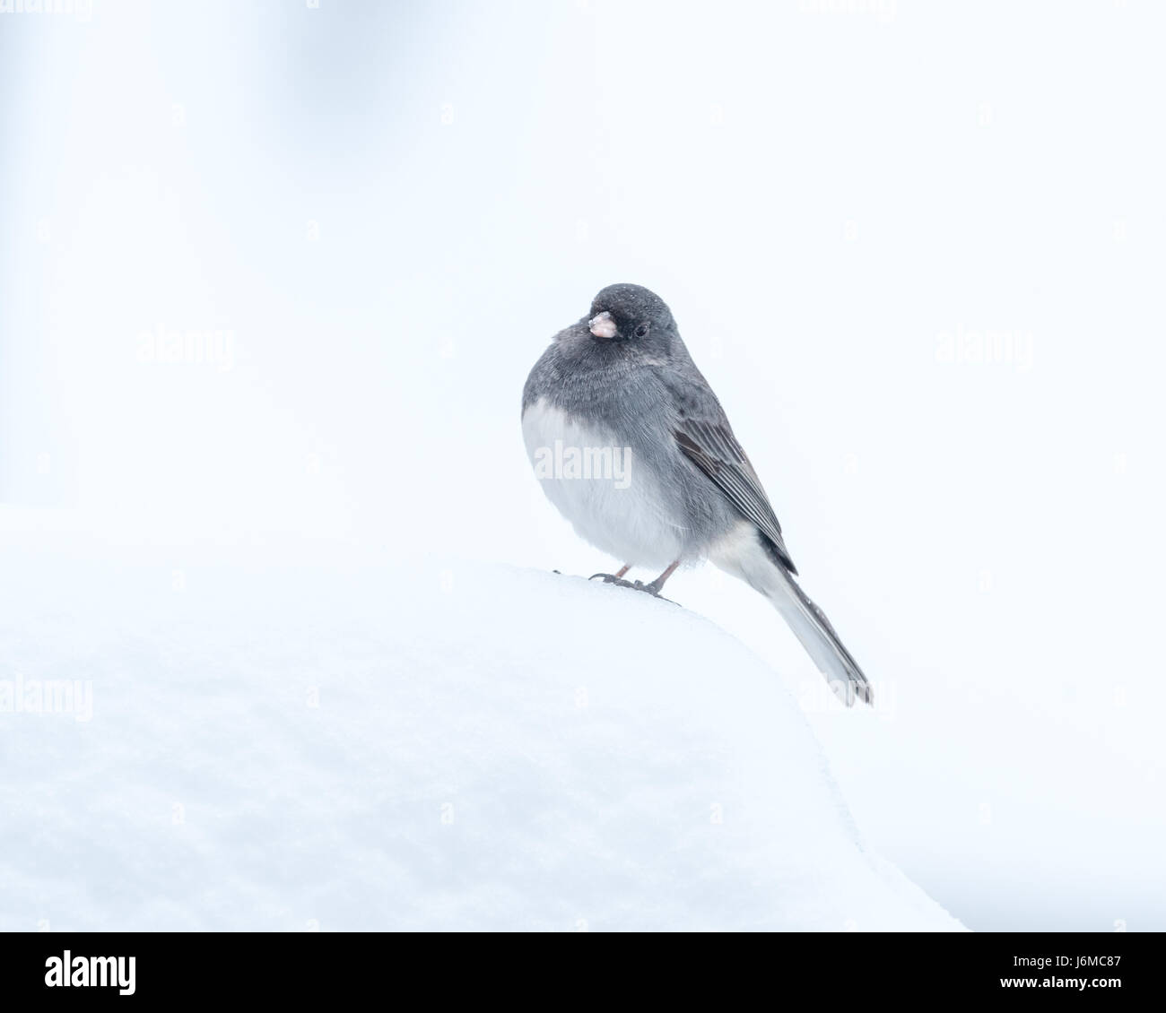 A Dark-eyed Junco Stands in the Snow Stock Photo - Alamy