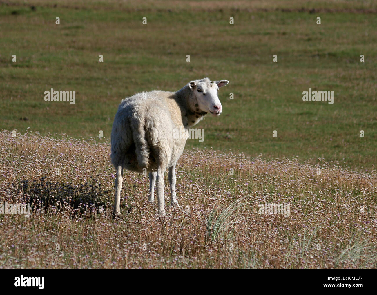 animal water north sea salt water sea ocean sheep wool sylt farm animal ...